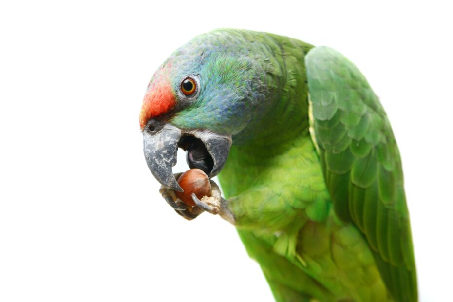 Buy Bird Nutrition From the Bird and Parrot Specialists