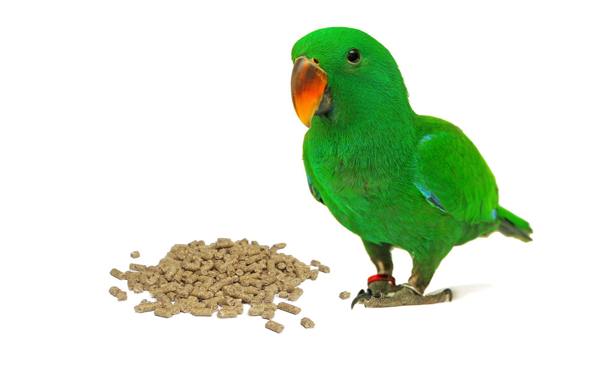 Protein Diets Bird Nutrition | Breeders Secret | Because Your Bird Is ...