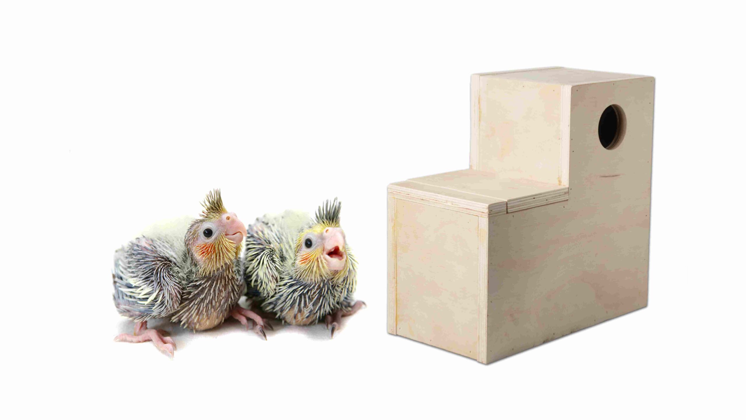 Breeding_birds | Breeders Secret | Because Your Bird Is Family
